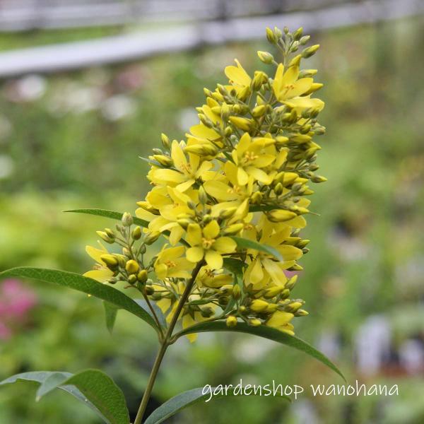 (1)本商品はビニールポットに植えられた花苗です。(2)納品時に蕾もしくは花があるとは限りません。(3)開花が終了し、翌年開花見込みの花苗は、箱の高さに刈り込んで発送される場合がございます。ご了承ください。 サクラソウ科開花期：夏草　丈：5...