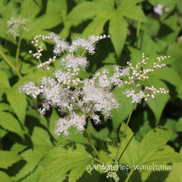(1)本商品はビニールポットに植えられた花苗です。(2)納品時に蕾もしくは花があるとは限りません。(3)開花が終了し、翌年開花見込みの花苗は、箱の高さに刈り込んで発送される場合がございます。ご了承ください。 バラ科開花期：春〜初夏草　丈：5...