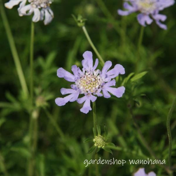 (1)本商品はビニールポットに植えられた花苗です。(2)納品時に蕾もしくは花があるとは限りません。(3)開花が終了し、翌年開花見込みの花苗は、箱の高さに刈り込んで発送される場合がございます。ご了承ください。 スイカズラ科開花期：夏〜秋草　丈...