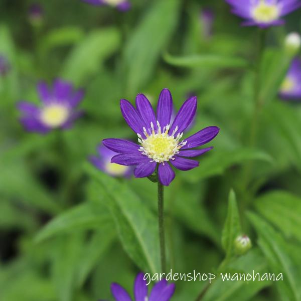 (1)本商品はビニールポットに植えられた花苗です。(2)納品時に蕾もしくは花があるとは限りません。(3)開花が終了し、翌年開花見込みの花苗は、箱の高さに刈り込んで発送される場合がございます。ご了承ください。 キク科開花期：春草　丈：20〜4...