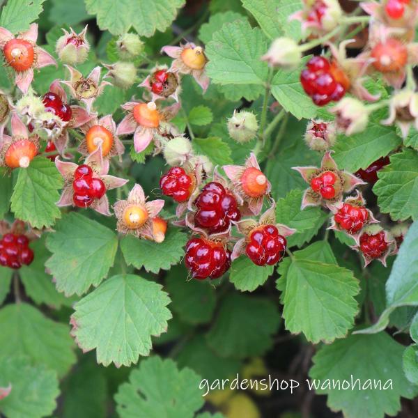 (1)本商品はビニールポットに植えられた花苗です。(2)納品時に蕾もしくは花があるとは限りません。(3)開花が終了し、翌年開花見込みの花苗は、箱の高さに刈り込んで発送される場合がございます。ご了承ください。 バラ科開花期：春〜初夏草　丈：1...