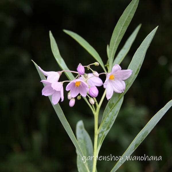 (1)本商品はビニールポットに植えられた花苗です。(2)納品時に蕾もしくは花があるとは限りません。(3)開花が終了し、翌年開花見込みの花苗は、箱の高さに刈り込んで発送される場合がございます。ご了承ください。 ナス科開花期：初夏〜秋草　丈：1...