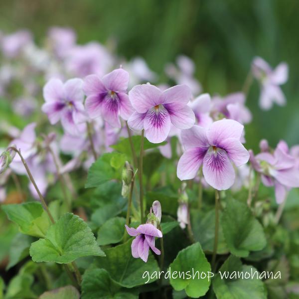 (1)本商品はビニールポットに植えられた花苗です。(2)納品時に蕾もしくは花があるとは限りません。(3)開花が終了し、翌年開花見込みの花苗は、箱の高さに刈り込んで発送される場合がございます。ご了承ください。 スミレ科開花期：早春〜春草　丈：...