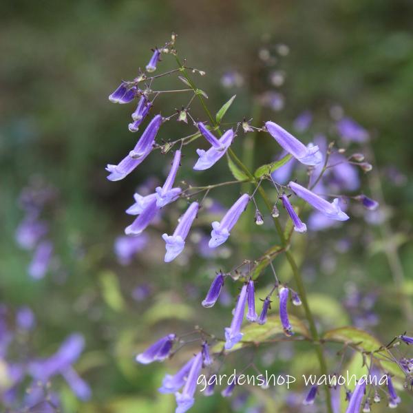 (1)本商品はビニールポットに植えられた花苗です。(2)納品時に蕾もしくは花があるとは限りません。(3)開花が終了し、翌年開花見込みの花苗は、箱の高さに刈り込んで発送される場合がございます。ご了承ください。 シソ科開花期：秋草　丈：50〜1...