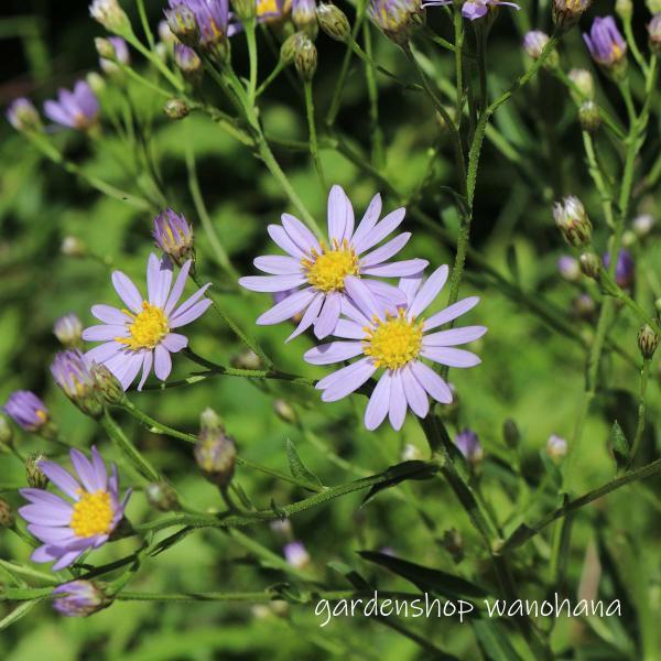 (1)本商品はビニールポットに植えられた花苗です。(2)納品時に蕾もしくは花があるとは限りません。(3)開花が終了し、翌年開花見込みの花苗は、箱の高さに刈り込んで発送される場合がございます。ご了承ください。 キク科開花期：夏〜秋草　丈：10...