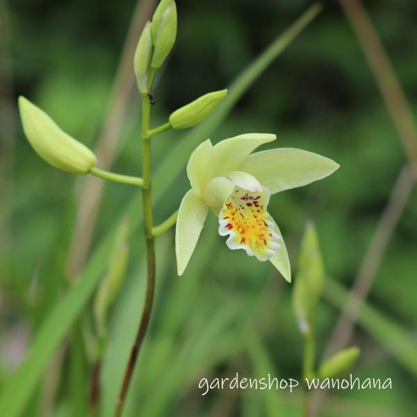 (1)本商品はビニールポットに植えられた花苗です。(2)納品時に蕾もしくは花があるとは限りません。(3)開花が終了し、翌年開花見込みの花苗は、箱の高さに刈り込んで発送される場合がございます。ご了承ください。 ラン科開花期：春草　丈：30〜6...