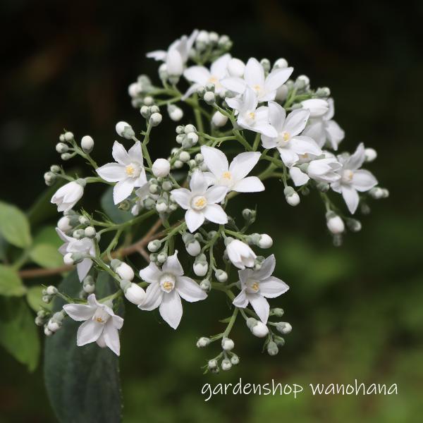 (1)本商品はビニールポットに植えられた花苗です。(2)納品時に蕾もしくは花があるとは限りません。(3)開花が終了し、翌年開花見込みの花苗は、箱の高さに刈り込んで発送される場合がございます。ご了承ください。 アジサイ科開花期：初夏〜夏草　丈...