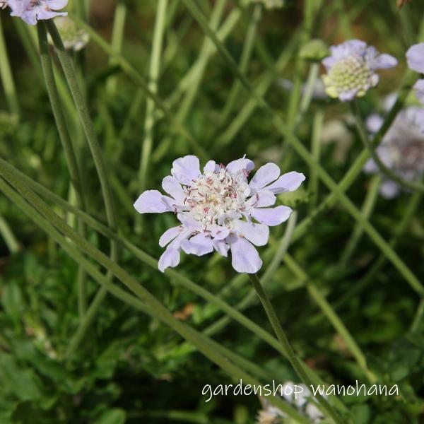 (1)本商品はビニールポットに植えられた花苗です。(2)納品時に蕾もしくは花があるとは限りません。(3)開花が終了し、翌年開花見込みの花苗は、箱の高さに刈り込んで発送される場合がございます。ご了承ください。 スイカズラ科開花期：晩夏〜秋草　...