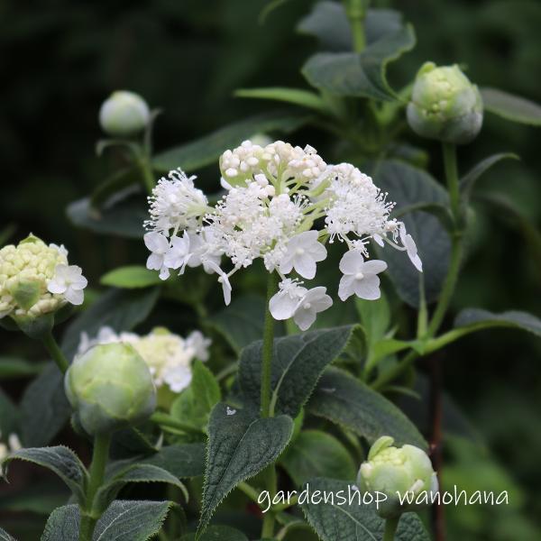 (1)本商品はビニールポットに植えられた花苗です。(2)納品時に蕾もしくは花があるとは限りません。(3)開花が終了し、翌年開花見込みの花苗は、箱の高さに刈り込んで発送される場合がございます。ご了承ください。 アジサイ科開花期：初夏〜夏草　丈...