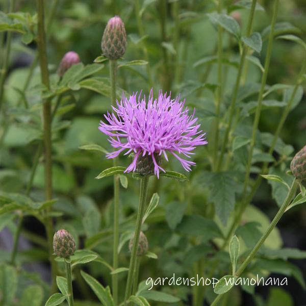 (1)本商品はビニールポットに植えられた花苗です。(2)納品時に蕾もしくは花があるとは限りません。(3)開花が終了し、翌年開花見込みの花苗は、箱の高さに刈り込んで発送される場合がございます。ご了承ください。 キク科開花期：夏〜秋草　丈：40...