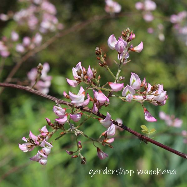 (1)本商品はビニールポットに植えられた花苗です。(2)納品時に蕾もしくは花があるとは限りません。(3)開花が終了し、翌年開花見込みの花苗は、箱の高さに刈り込んで発送される場合がございます。ご了承ください。 マメ科開花期：春〜秋草　丈：50...