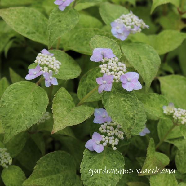 (1)本商品はビニールポットに植えられた花苗です。(2)納品時に蕾もしくは花があるとは限りません。(3)開花が終了し、翌年開花見込みの花苗は、箱の高さに刈り込んで発送される場合がございます。ご了承ください。 アジサイ科開花期：初夏〜夏草　丈...