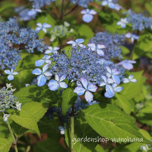 (1)本商品はビニールポットに植えられた花苗です。(2)納品時に蕾もしくは花があるとは限りません。(3)開花が終了し、翌年開花見込みの花苗は、箱の高さに刈り込んで発送される場合がございます。ご了承ください。 アジサイ科開花期：初夏〜夏草　丈...