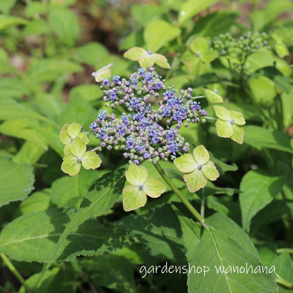(1)本商品はビニールポットに植えられた花苗です。(2)納品時に蕾もしくは花があるとは限りません。(3)開花が終了し、翌年開花見込みの花苗は、箱の高さに刈り込んで発送される場合がございます。ご了承ください。 アジサイ科開花期：初夏〜夏草　丈...