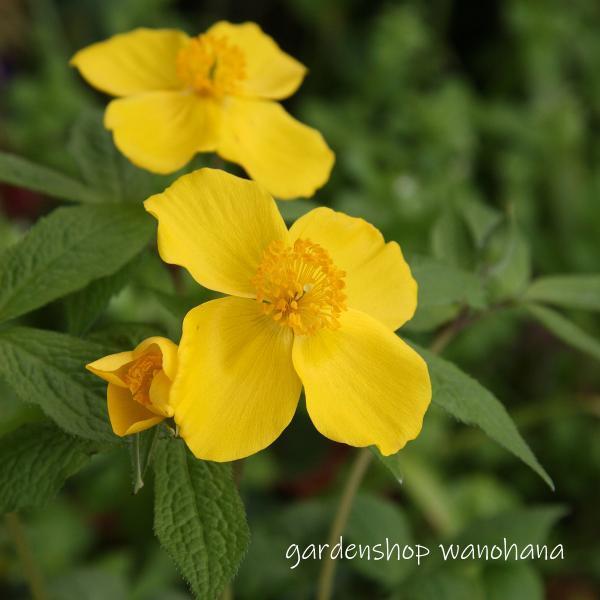 (1)本商品はビニールポットに植えられた花苗です。(2)納品時に蕾もしくは花があるとは限りません。(3)開花が終了し、翌年開花見込みの花苗は、箱の高さに刈り込んで発送される場合がございます。ご了承ください。 ケシ科開花期：春草　丈：20〜4...