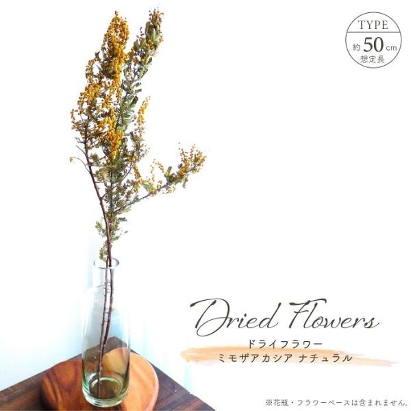 ■ 商品情報 ■絶妙なバランスで渋みのあるイエローとグリーンリーフが重なり合ったナチュラル系アレンジ材としても人気の高いミモザをドライフラワーにしました。常緑高木でふわふわした黄色い花が房状に咲くことが最大の特徴。観賞価値も高く、贈り花とし...