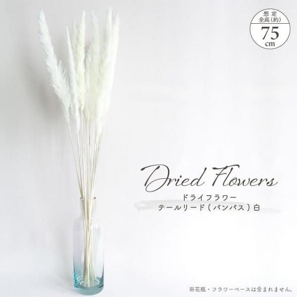 ■ 商品情報 ■動物の尾のような花穂の触り心地の良いふわふわ感が魅力、アレンジを個性的に彩りインテリアに馴染み易いカラーのドライ素材「テールリード 白」10本入り。ナチュラルアレンジからクリスマス、ウェディングなどシーンに合わせ通年使用でき...