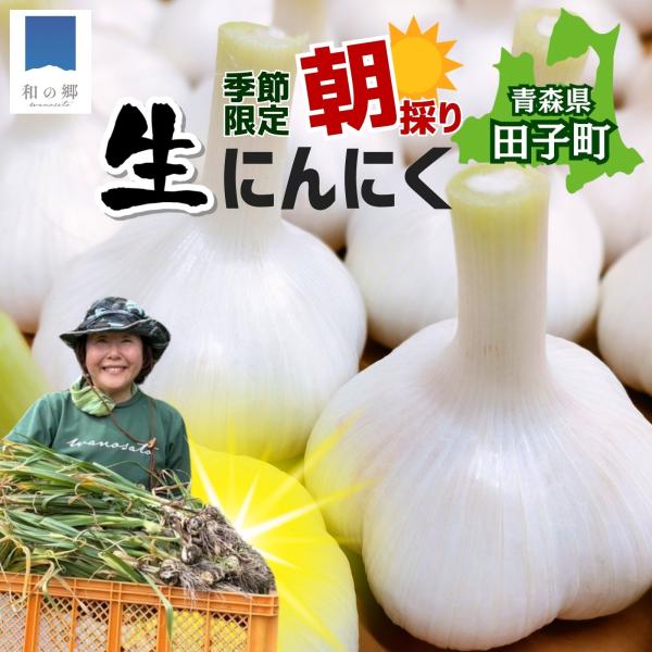 【発売日：2026年06月16日】田子町の自社農園で、大切に育てた掘りたての生にんにくをお届けします。にんにくは年に一度だけ、6月下旬に収穫されるものです。掘り取り後わずか1週間〜10日しか味わえない、とても希少な食材なんです。実はスーパー...