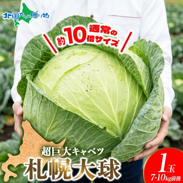 ■商品内容：北海道産 超巨大キャベツ 札幌大球 7-10kg前後（1玉）※サイズはご指定いただけません。■出荷予定日：【日時指定不可】10月下旬〜11月下旬頃入荷次第、ご予約順に出荷いたします。天候等により、出荷時期が変更となる場合がござい...