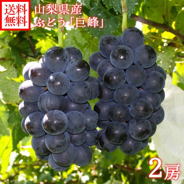 【発売日：2026年08月21日】■商品内容：山梨県産 巨峰 ぶどう 2房 約1kg■出荷予定日：【日時指定不可】8月中旬-9月上旬頃入荷次第、ご予約順に出荷いたします。天候等により、出荷時期が変更となる場合がございます。■送料：送料無料（...