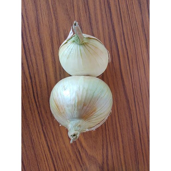 「ご好評につき訳あり新玉ねぎ（早生）は一度【完売】いたしました！次回は【6月中旬頃】より、さらに甘みの増した玉ねぎを販売・発送再開予定です。今しばらくお待ちくださいませ！」みずみずしくて、甘くて柔らかくて美味しい淡路島の玉ねぎ！今回出品の玉...