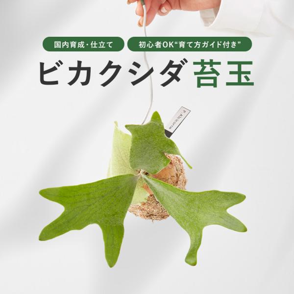 安心の梱包とガイド付き・配送時の揺れや衝撃から守るため、気泡緩衝材でしっかり梱包・育て方ガイド、ケアカードを同梱・植物の状態を一つ一つ確認し、丁寧にお届け・自然の特性上、ごく稀に虫が混入する場合がございます品種はランダムで1種お届け「ビフル...