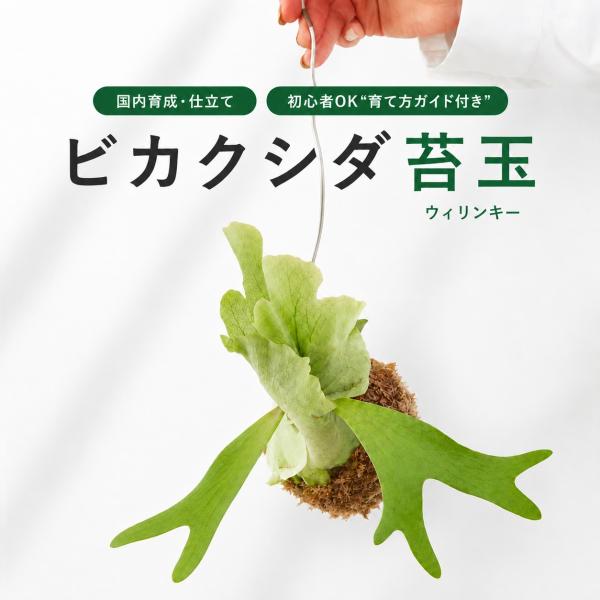 安心の梱包とガイド付き・配送時の揺れや衝撃から守るため、気泡緩衝材でしっかり梱包・育て方ガイド、ケアカードを同梱・植物の状態を一つ一つ確認し、丁寧にお届け・自然の特性上、ごく稀に虫が混入する場合がございます品種ウィリンキー商品サイズ（目安）...