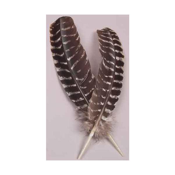 ターキーゼブラクイル