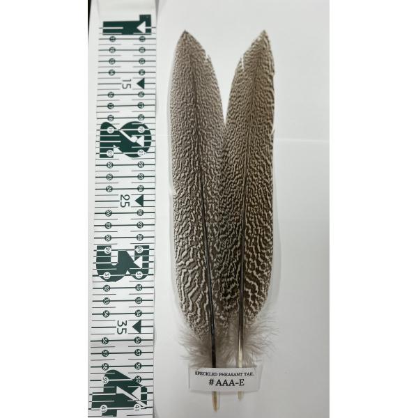 数年振りの入荷。ストーク長約30センチ（羽部分は26センチ）ファイバー長4センチ前後#4〜＃6ぐらいのウェットフライのウイングは余裕でまかなえます。柄がバランス良く出た美品です。