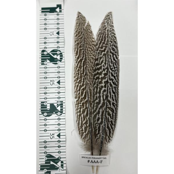 数年振りの入荷。ストーク長約31センチ（羽部分は26センチ）ファイバー長4センチ前後#4〜＃6ぐらいのウェットフライのウイングは余裕でまかなえます。左右で若干柄の出方が違いますが、大きめ柄の美品です。