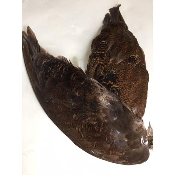 有名なスコットランドのウイスキー、フェイマスグラウスのラベルで有名な赤い雷鳥のウイングです。ウイングカヴァーの赤茶と濃い茶の斑模様は、巻き上がった毛鉤に生命感を宿らせます。ソフトハックルウェットフライのハックルとして、テンカラでは逆さ毛鉤や...