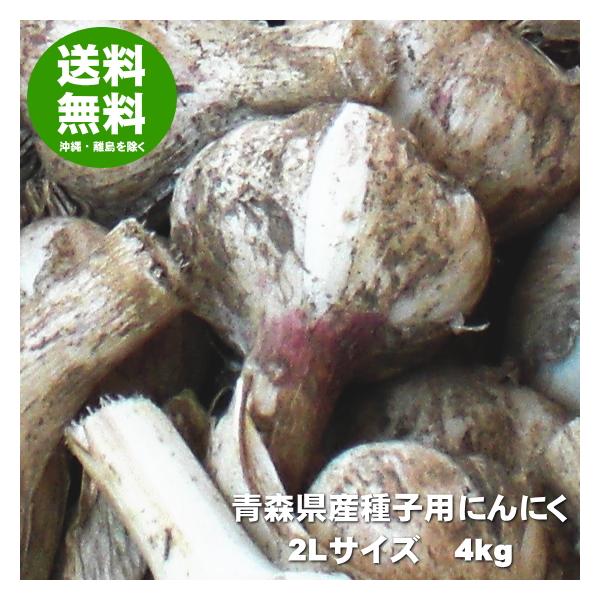 【発売日：2026年09月01日】青森県産種子用にんにくは、連作を行わずに徹底管理された管理圃場で栽培しており、食用として栽培されたにんにくより病害虫や連作障害のリスクが低いです。消毒を施しておりませんので、余った種子にんにくは食用にしても...