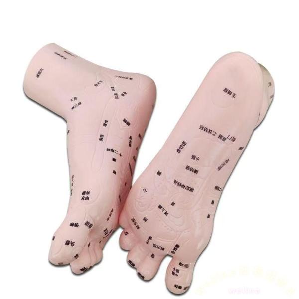 模型で足ツボを確認しながらセルフマッサージや、整骨院の教材としても有効です。 脚の反射区を立体的に見ることにより、覚えやすく実用的！ 反射区を立体的に見ることにより、図に描かれたものよりも体系的に覚える事が出来ます！ マッサージの教材にはも...