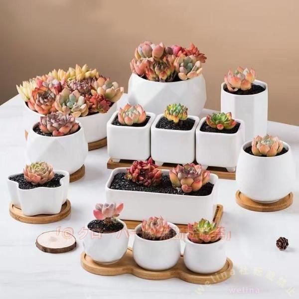 この商品について 白は、シンプルな大気の表現です。竹製で、清新で自然な息吹です。フレッシュなデザイン。白磁は竹製の台座と結合し、組み合わせて植えられ、より目を楽しませてくれます。さまざまなタイプ、複数の組み合わせセット、より多くの選択肢を提...