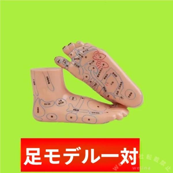 足つぼ 模型 足つぼマッサージ 体系的に覚える ツボグッズ 足裏マッサージ あしつぼ 反射区 表記 鍼灸 練習用 資格用 マネキン 試験 講習用 講習 先生 授業 検定 実技 勉強 2個セット 両足 シリコン 学校【サイズ】（約）7×10×...
