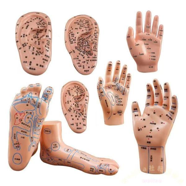 足つぼ 模型 足つぼマッサージ 体系的に覚える ツボグッズ 足裏マッサージ あしつぼ 反射区 表記 鍼灸 練習用 資格用 マネキン 試験 講習用 講習 先生 授業 検定 実技 勉強 2個セット 両足 シリコン 学校【サイズ】（約）7×10×...