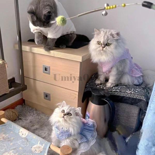 商品名:猫服 犬服 猫 服 ペットウェア ペット服 キャットウェア ドッグウェア かわいい 春夏秋 薄手 可愛い 袖なし 子犬 子猫 小型犬 母猫 ネコ お洒落                            商品説明:猫服 犬服 猫...