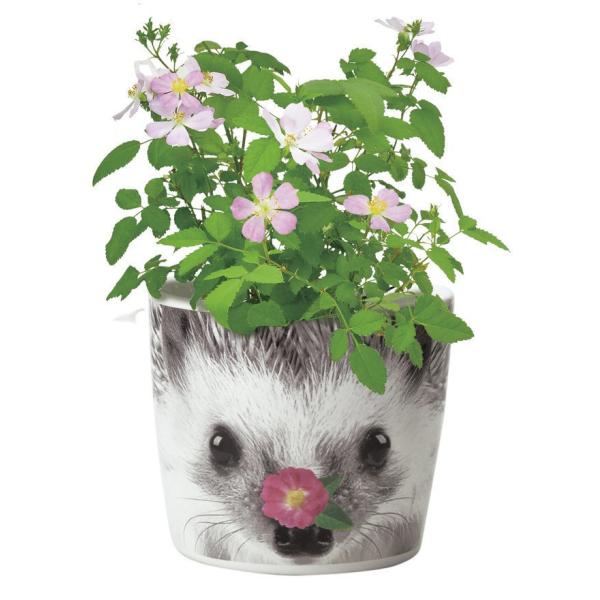 【聖新陶芸 ハナ&amp;アニマルズ ハリネズミ ミニバラ お花栽培セット ギフト 景品 プレゼント インテリア】動物たちのおはなにちょこんとのった植物を育てます。陶器製のポットは総柄で、バックスタイルも愛らしい仕上がりに。あなたを見つめる...