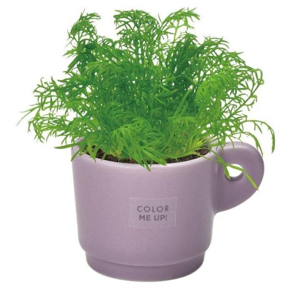 【 聖新陶芸 GD-96904 カラーミーアップマグ カモミール 植物栽培セット 母の日 父の日 ギフト プレゼント 景品 学習教材】気分を変えてリフレッシュしたいあなたへ、手のひらサイズのハーブを育てて一息入れませんか？優しいペールトーン...