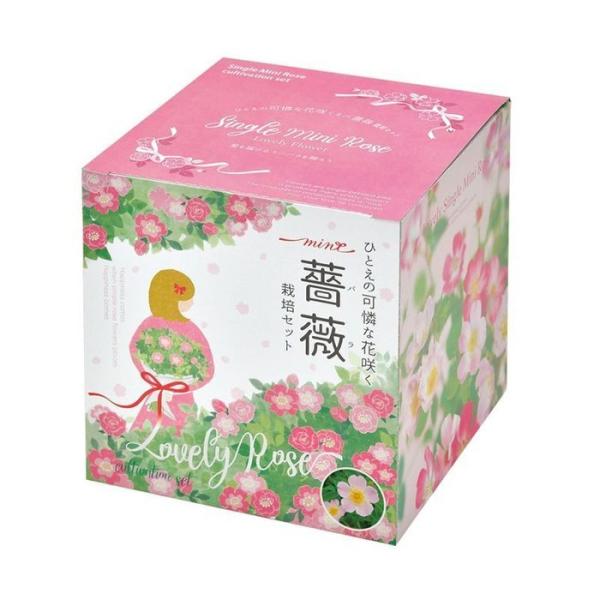 【 聖新陶芸 GD-991 ひとえの可憐な花咲くミニバラ栽培セット 植物栽培セット 母の日 父の日 ギフト プレゼント 景品 学習教材】可憐な一重咲きのミニバラを育てる栽培セット。お部屋の中で育てられるコンパクトサイズの品種です。淡いピンク...