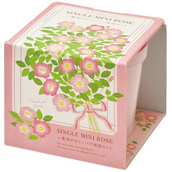 【 聖新陶芸 美濃焼 サンクスガーデン ミニバラ GD-100902 栽培セットギフト インスタ映え 推し】優しいパステルカラーに仕上げた美濃焼のポットでワイルドストロベリーとミニバラを育てる栽培セット。かわいいお花がブーケとしてデザインさ...