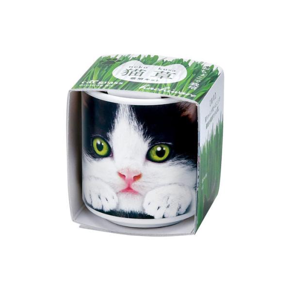 【聖新陶芸 おちょこで猫草 黒 GD-102902 栽培セットギフト プレゼント】こちらの商品は、黒です。【サイズ】直径4.3cm H4.8cm取扱説明書（日本語／英語）猫が食べることができる「猫草」を育てます。おねだりポーズでご主人を見つ...