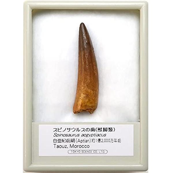 【商品概要】Scientific name: Spinosaurus aegyptiacus Period: Early Cretaceous (Aptian) roughly 120 million years agoA large ca...