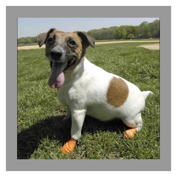 太陽の日差しで鉄板のような熱い地面、雪が積もるほどの冷たい地面、雨が降って足がドロドロになりそうな日に、そんなオールシーズン使って頂けるラバーブーツPawZは、世界で唯一の使い捨てができる再使用可能な犬用ブーツです！天然ゴムで作られたブーツ...