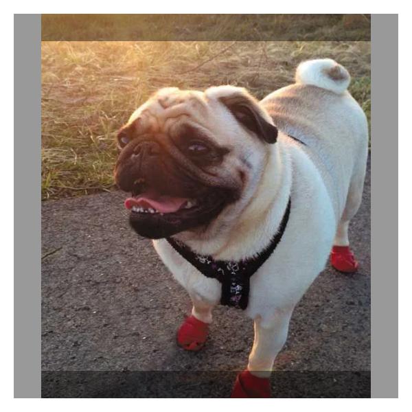 太陽の日差しで鉄板のような熱い地面、雪が積もるほどの冷たい地面、雨が降って足がドロドロになりそうな日に、そんなオールシーズン使って頂けるラバーブーツPawZは、世界で唯一の使い捨てができる再使用可能な犬用ブーツです！天然ゴムで作られたブーツ...