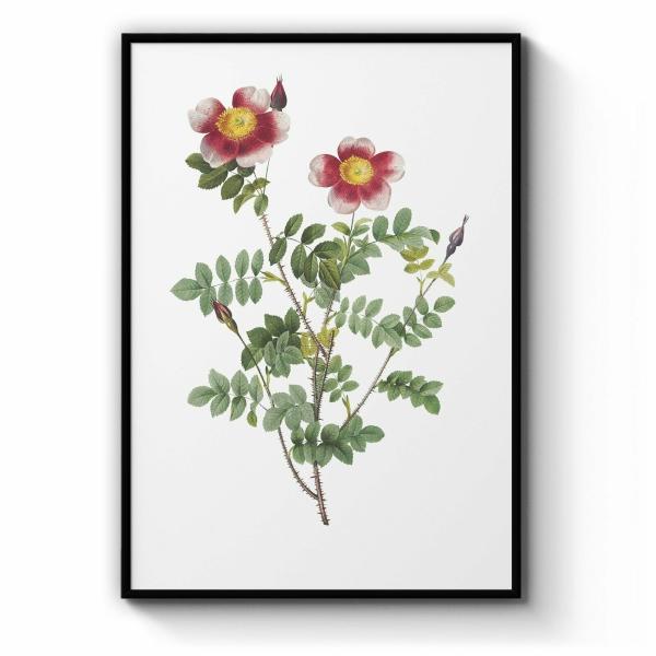 パネルアート Flower Botanical Painting Kitchen Hallway Wall Art #26: Print, Canvas or Framed