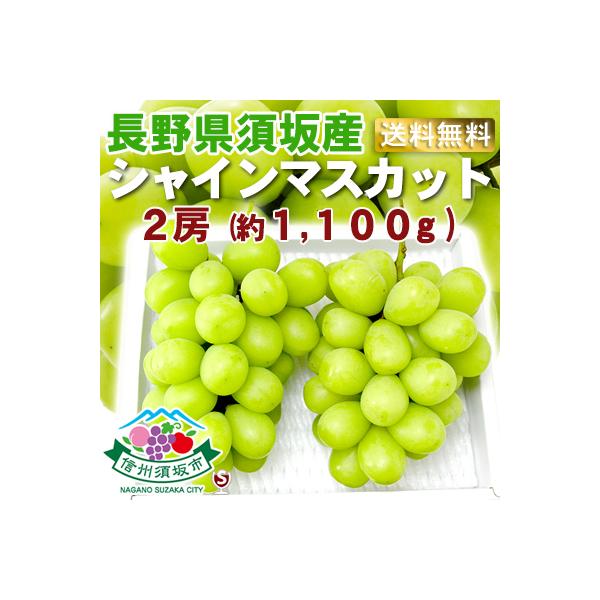長野県　新鮮　プレゼント　贈り物　ぶどう【通常便　送料無料】※10月4日頃の発送を予定しております。※天候等によりまれに種が入る場合がございます。※包装資材、箱は画像とは異なる場合がございます。※発送は通常便になります。（クール便ではござい...