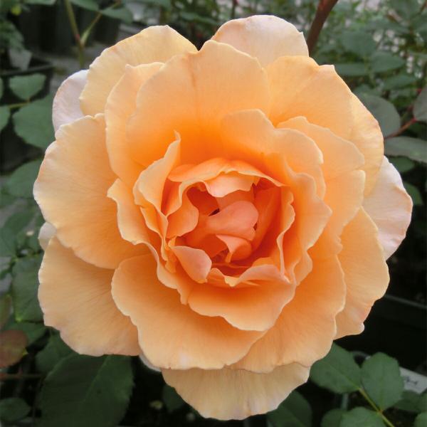 ※ご注文の前にお読みくださいメーカーより直送品となります。時指定はご対応出来かねますのでご了承お願い致します。ほか当店在庫商品を購入された場合別途送料が発生致します。当店一定金額以上の購入で送料が無料となりますがこちらの商品は対象外となりま...