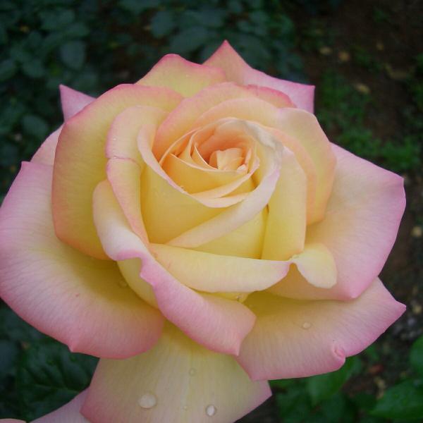 ※ご注文の前にお読みくださいメーカーより直送品となります時指定はご対応出来かねますのでご了承お願い致しますほか当店在庫商品を購入された場合別途送料が発生致します当店一定金額以上の購入で送料が無料となりますがこちらの商品は対象外となります花の...