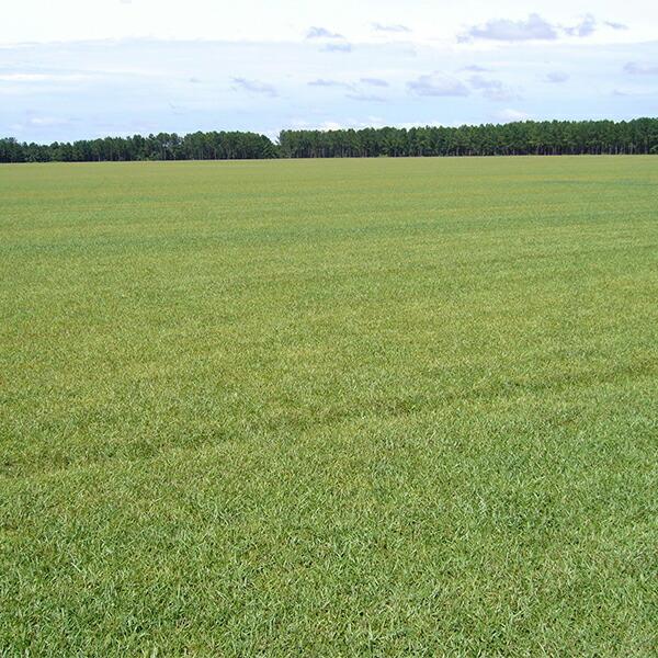 ※メーカーより直送品となります。当店から出荷される商品と一緒に購入された場合別途送料が発生致しますご了承ください。有効期限最低3カ月以上の商品を発送させていただきます。それ以下の期限になる場合、当店よりメールまたはお電話にてご連絡させていた...